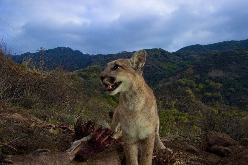 Mountain Lions Coexist with Outdoor Recreationists by Taking the Night ...